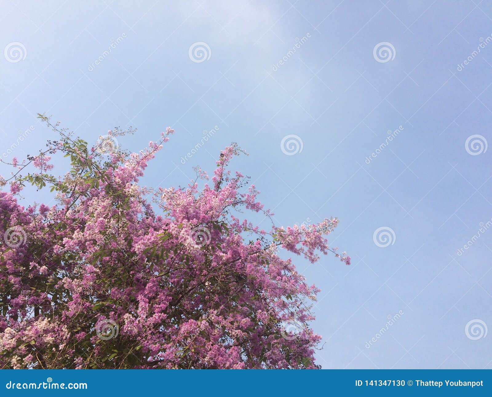 Pink Spring Flowers on Blue Sky Stock Photo - Image of blossoms, sakura ...