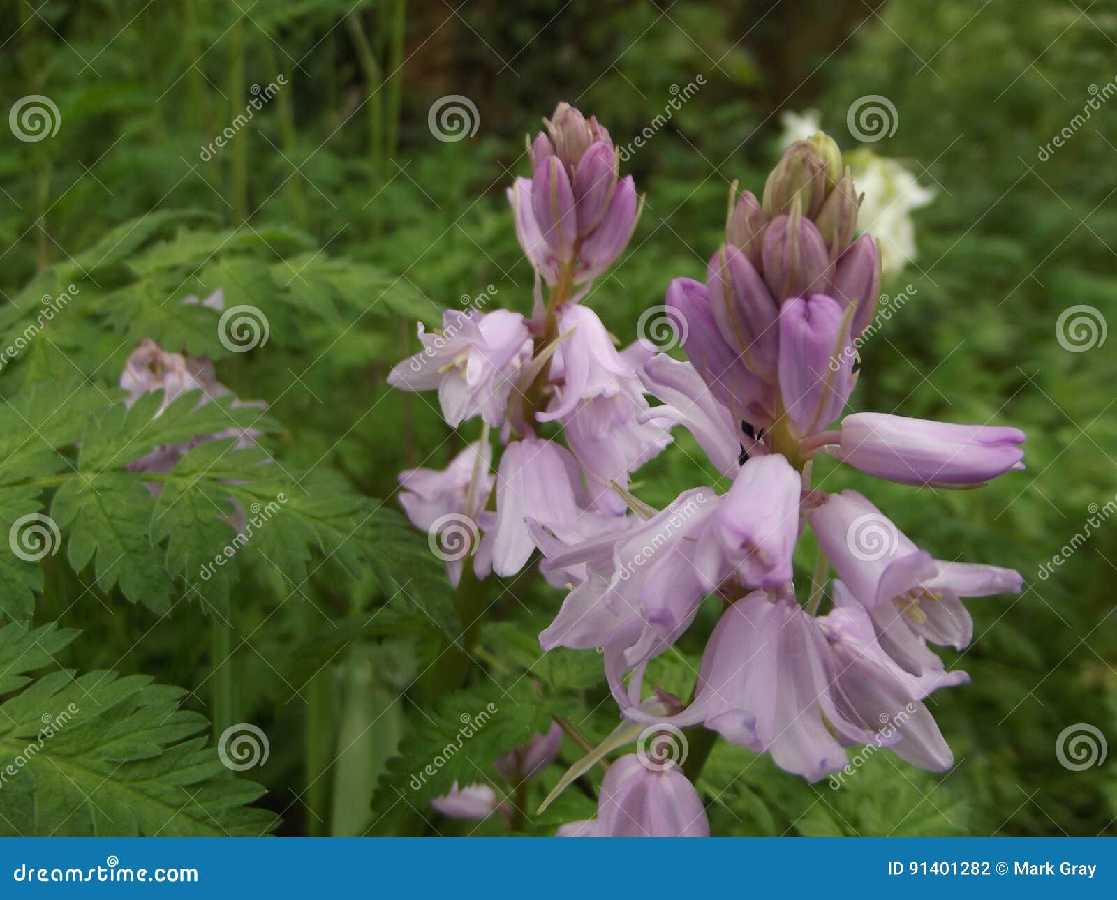 Pink Spring Flowers stock photo. Image of flowers, spring - 91401282