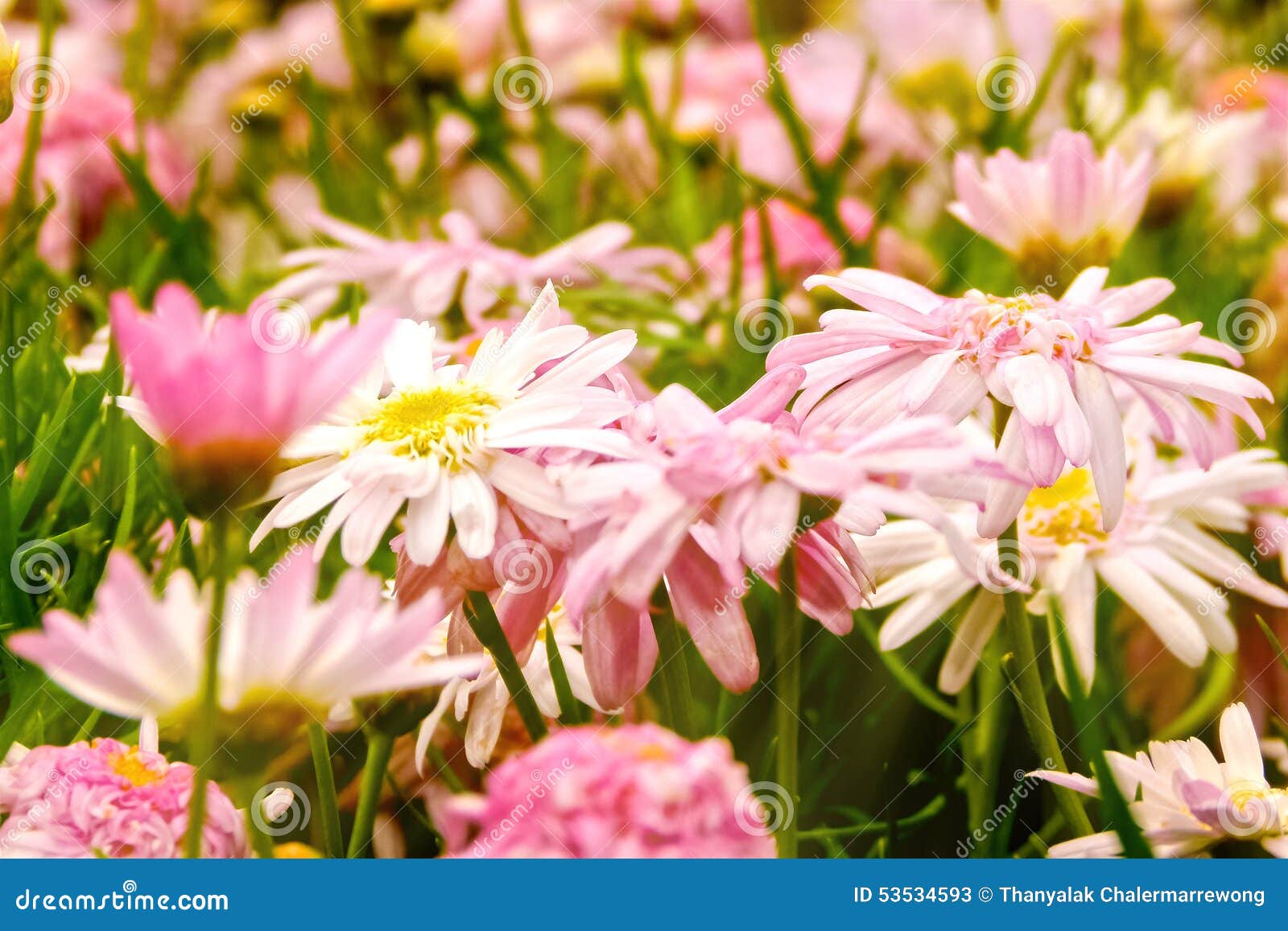 Pink Spring Flowers in the Garden Stock Image - Image of beauty, grass ...