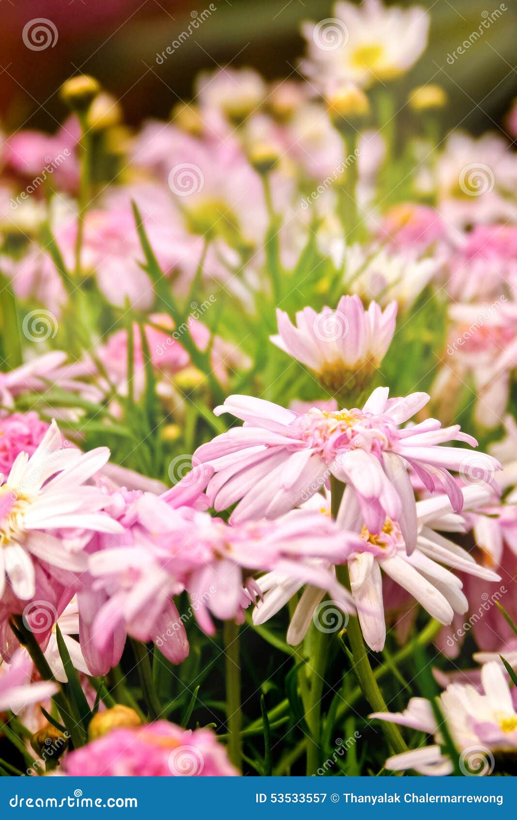 Pink Spring Flowers in the Garden Stock Image - Image of floral, card ...