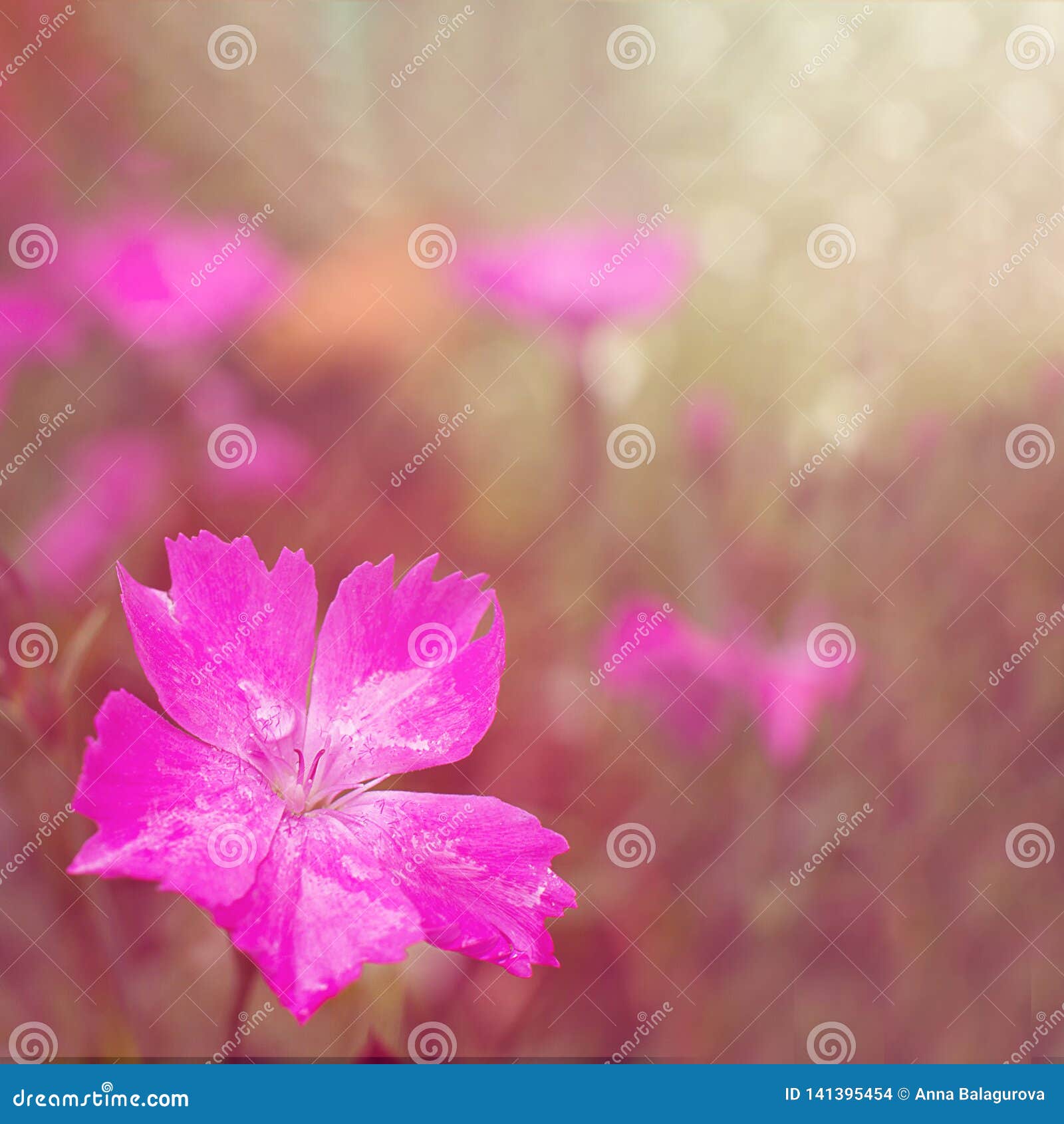 Lavender Square Abstract Background Stock Images - Download 190 Royalty ...