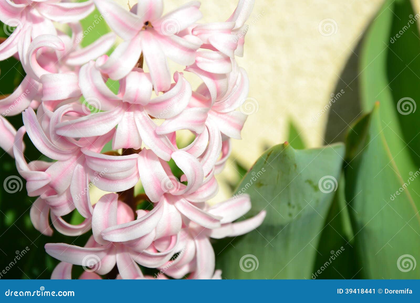 Pink spring flowers stock image. Image of greeting, summer - 39418441