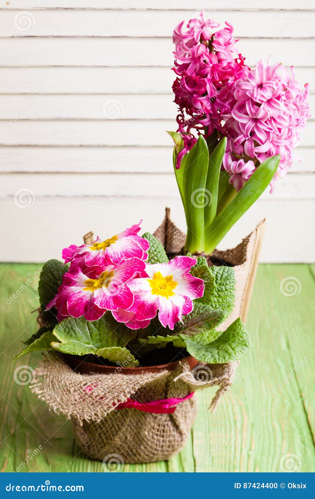 Pink spring flowers stock photo. Image of nature, hyacinth - 87424400