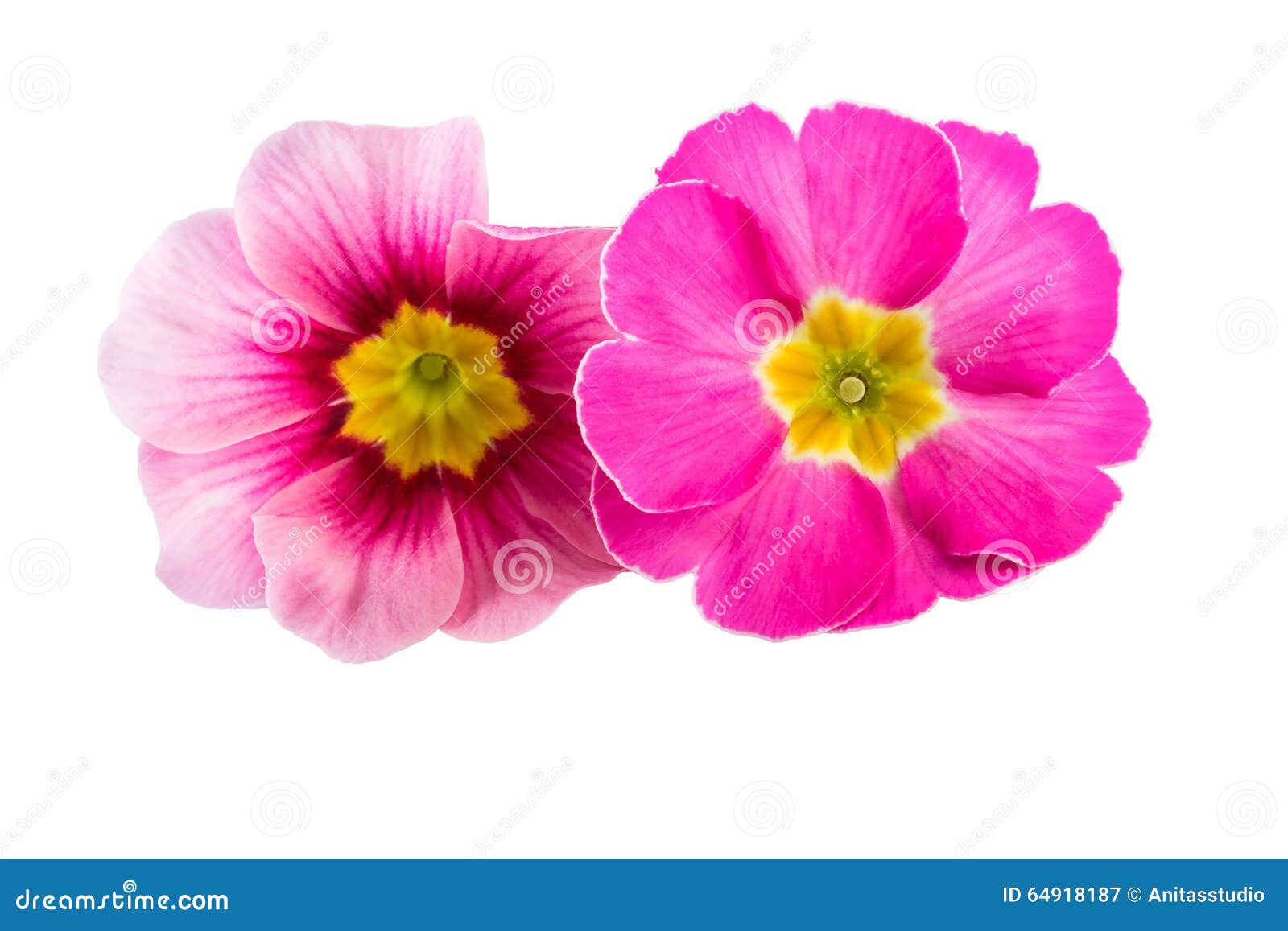 Pink Spring Flowers Primula Primrose Closeup Stock Image - Image of ...