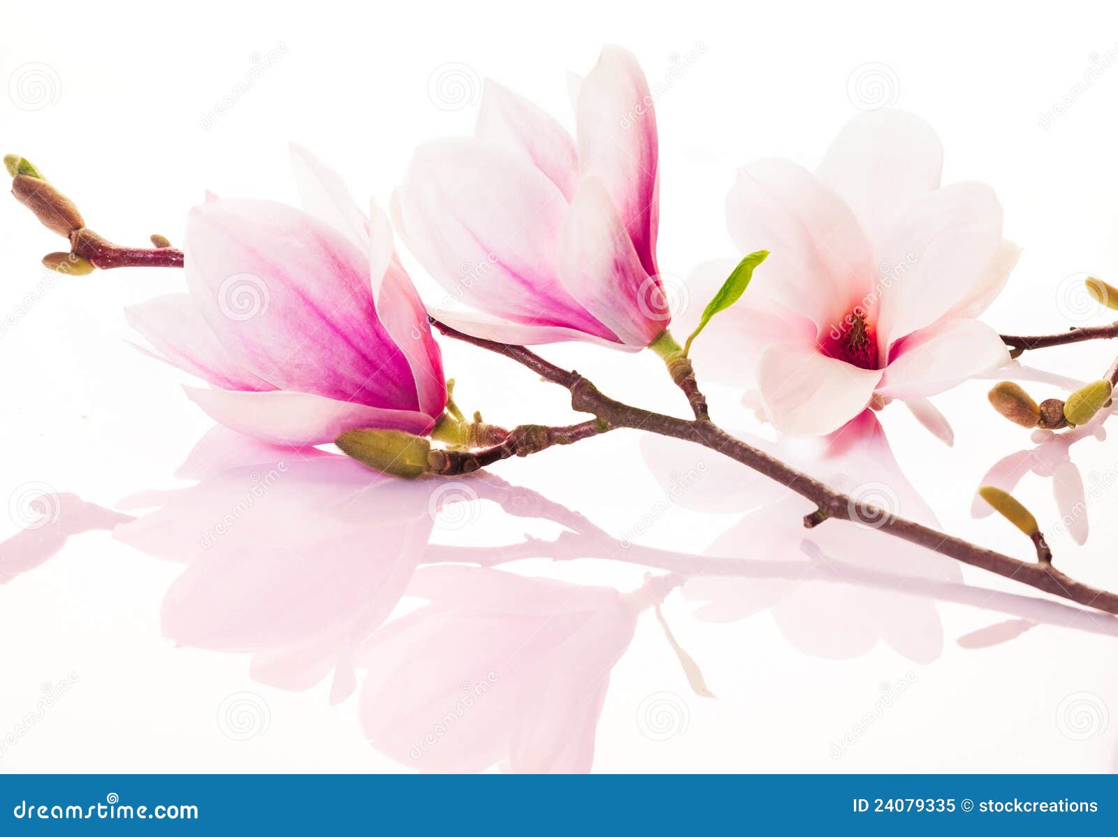 Pink Flower Reflection Wallpaper