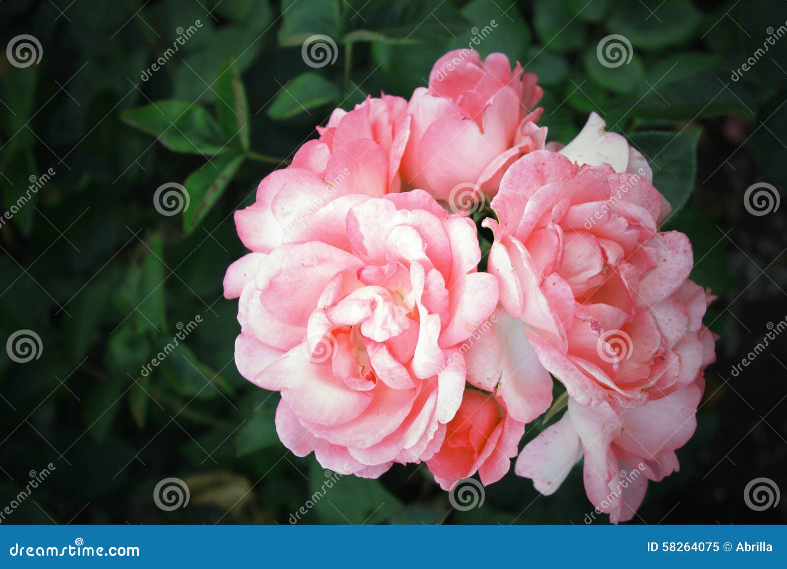 Pink spring flowers roses stock image. Image of celebration - 58264075