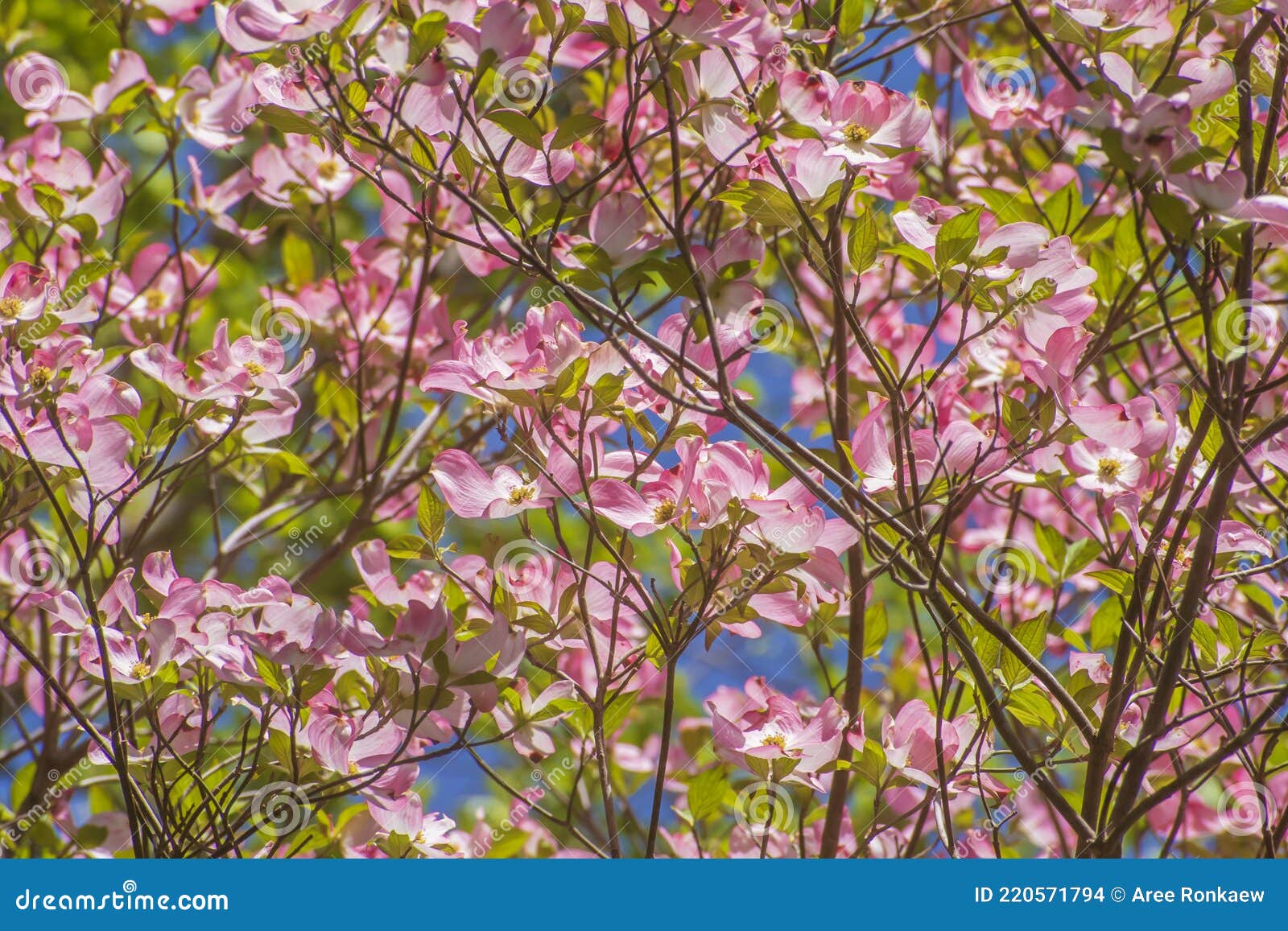 Pink Spring Flowers, Pink Flowers Tall Tree Background Stock Photo ...