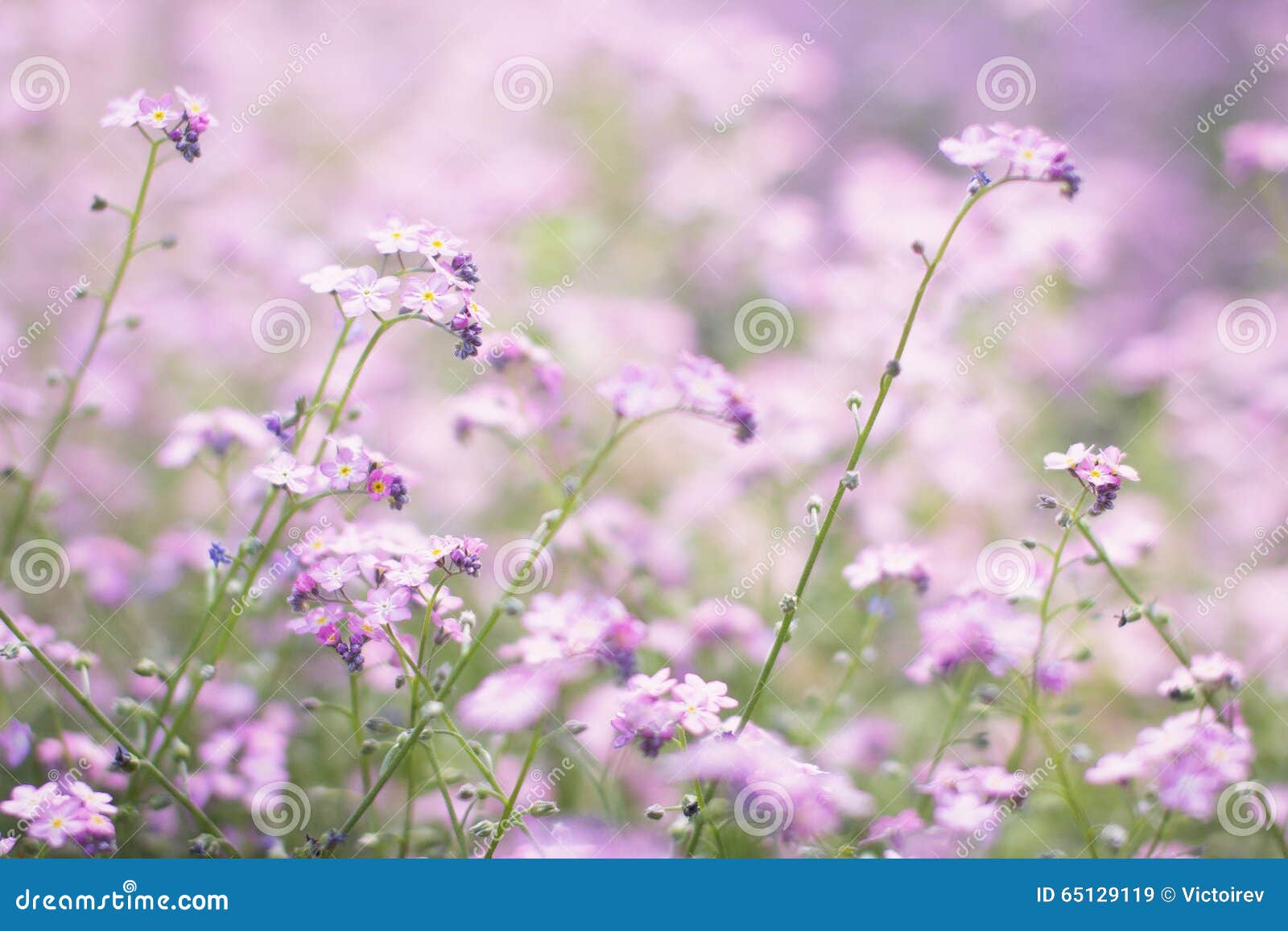 Pink spring flowers stock image. Image of spring, beautiful - 65129119