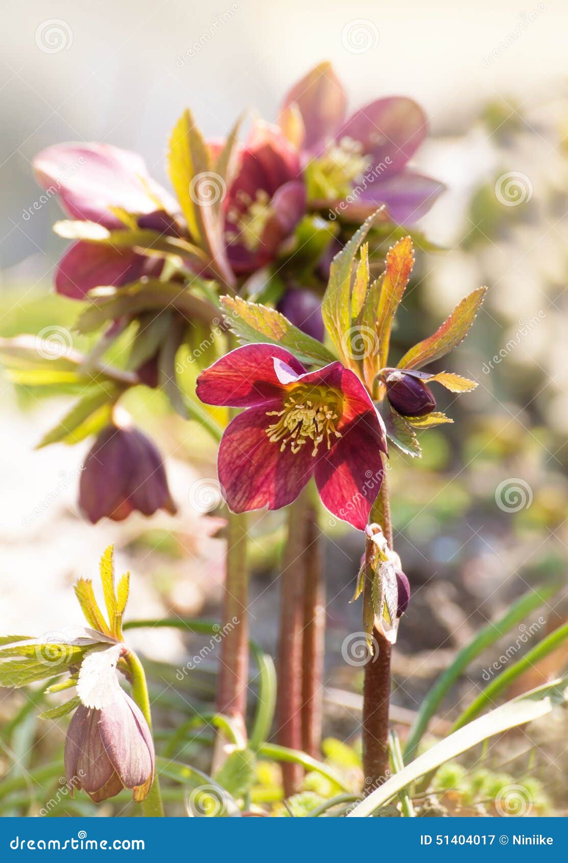 Pink spring hellebore stock image. Image of foetidus - 51404017