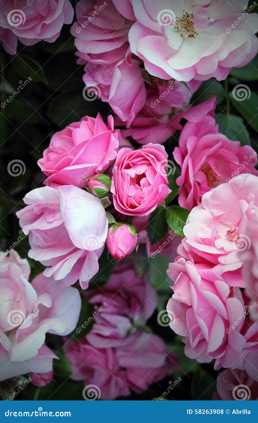 Pink spring roses stock photo. Image of botanical, botany - 58263908