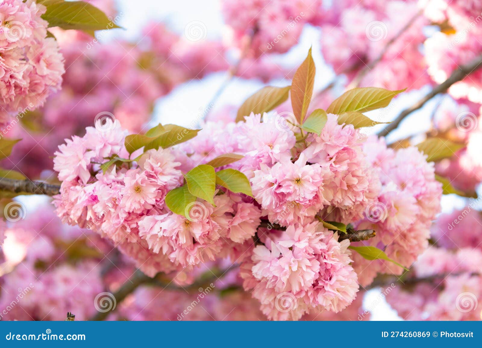 Pink Spring Sakura Flower. Sakura Flower on Branch. Photo of Sakura ...