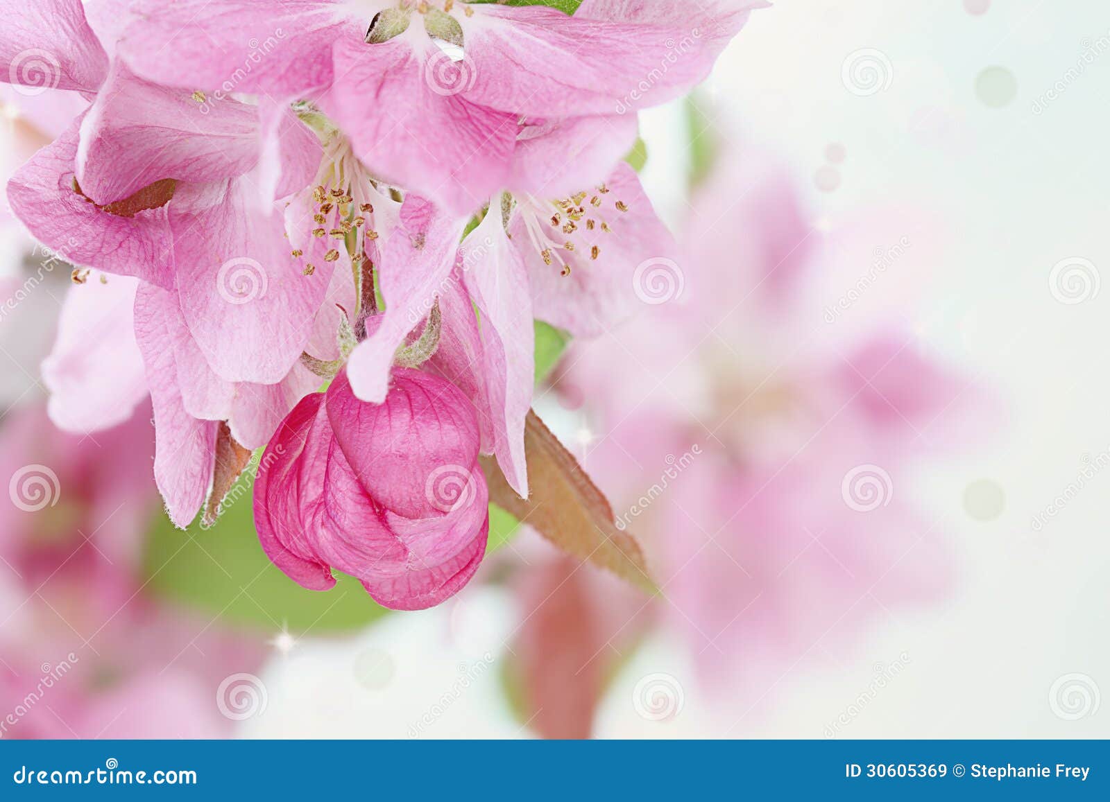 Pink Spring Tree Blossoms stock image. Image of beautiful - 30605369