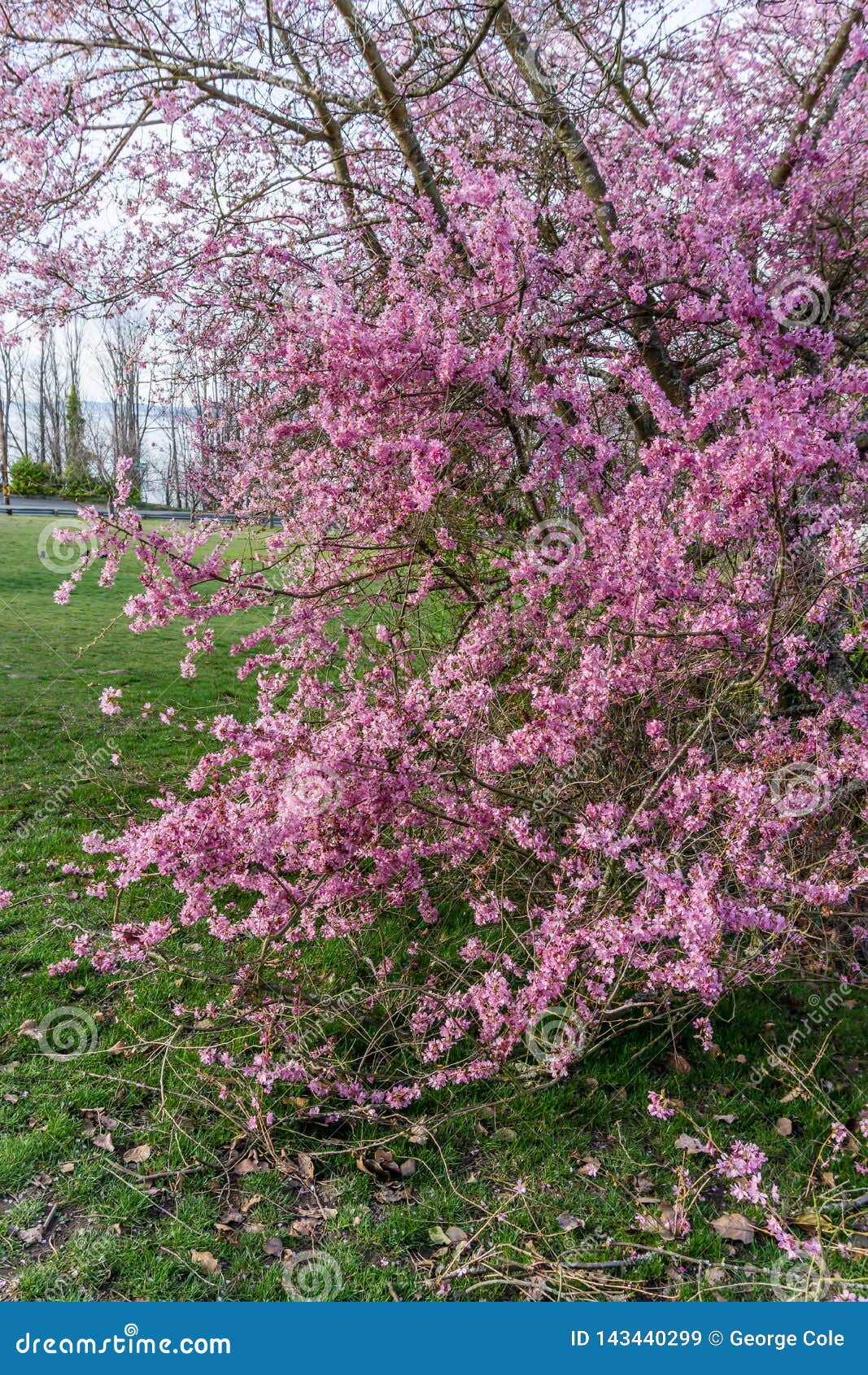 Pink Spring Tree Blossoms 4 Stock Image - Image of flora, cherry: 143440299