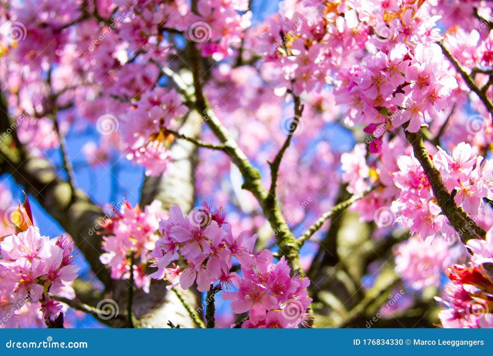 Pink Spring Tree with Branches and Pink Flowers in Spring Stock Photo ...