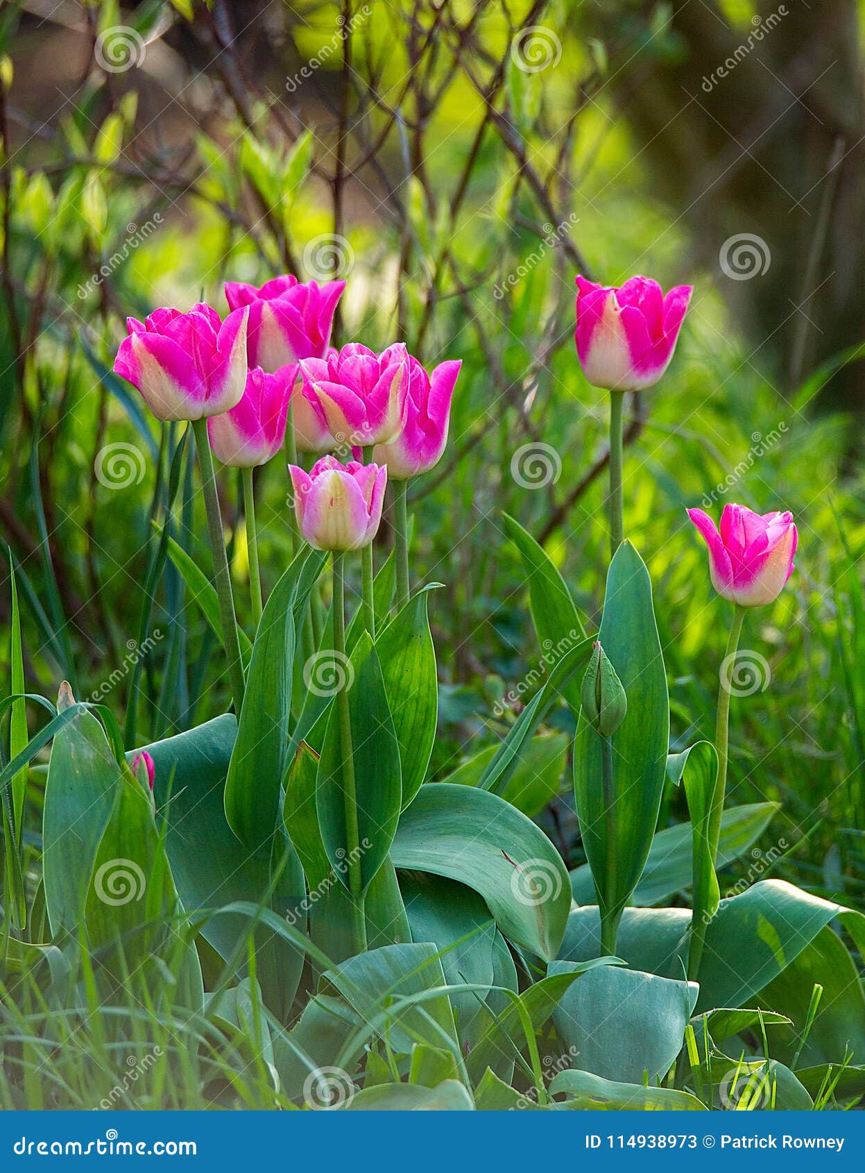 Pink Spring Tulip Flowers in a Garden Stock Image - Image of tulip ...