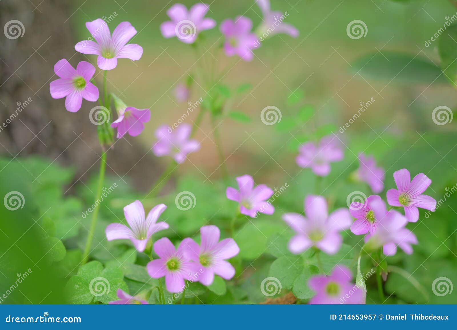 Pink Spring Wildflowers stock image. Image of floral - 214653957