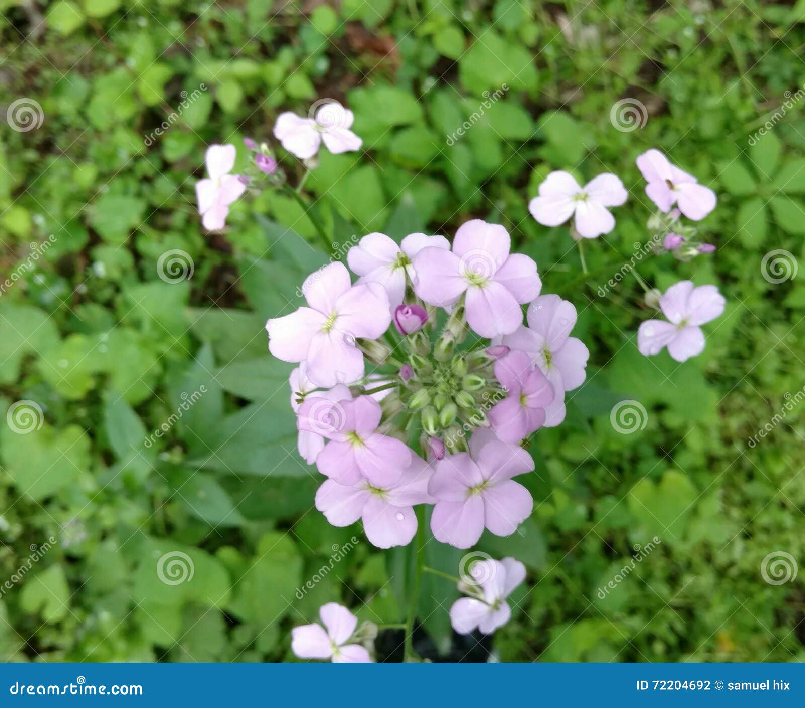 Pink spring wildflowers stock photo. Image of spring - 72204692