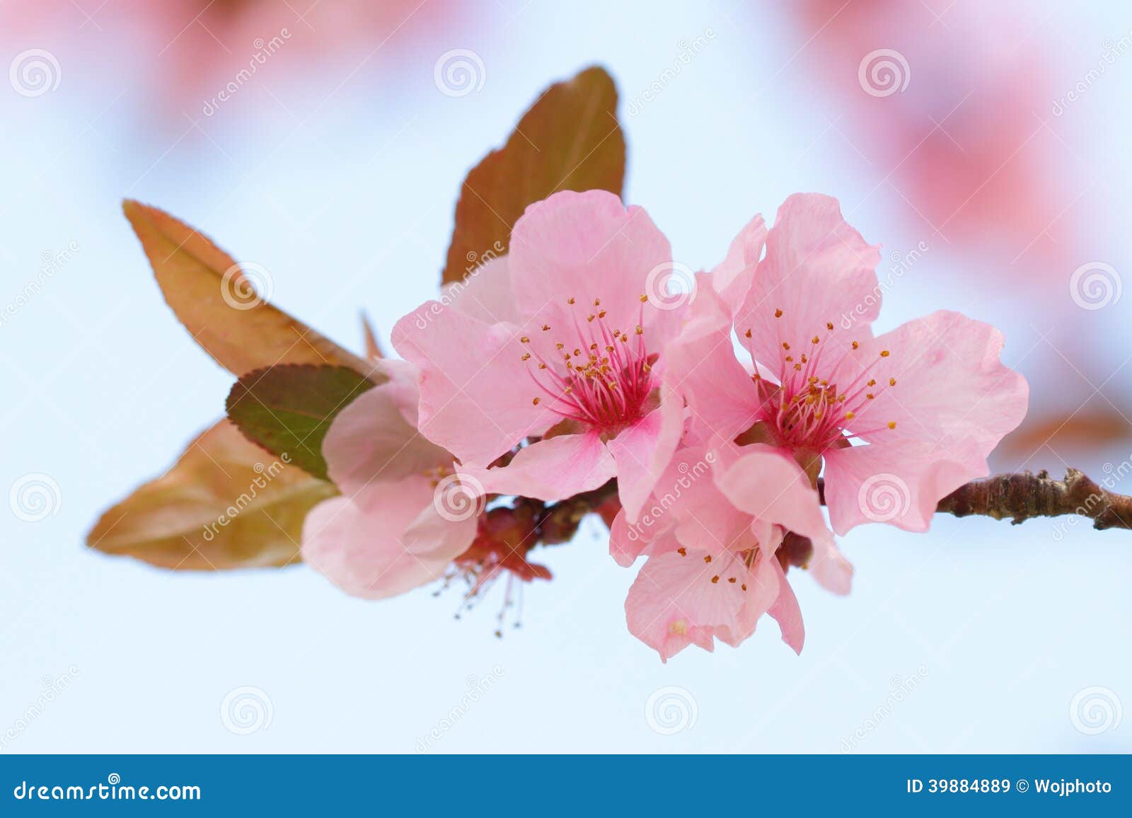 Pink Springtime Blossom with a Blue Background Stock Image - Image of ...