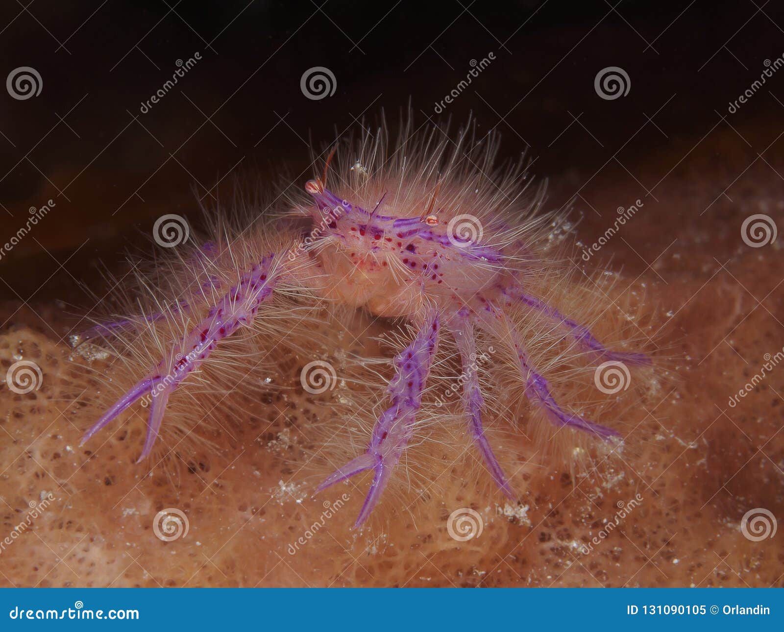Pink Squat Lobster stock image. Image of scuba, diving - 131090105