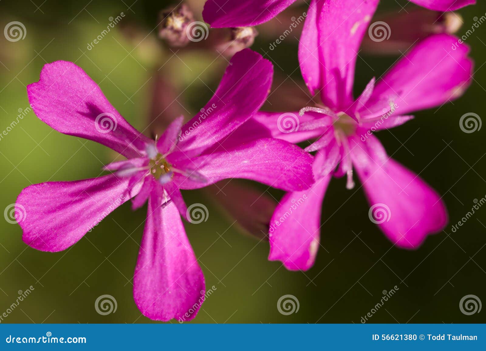 Pink 5-Star Flowers stock photo. Image of nature, pink - 56621380