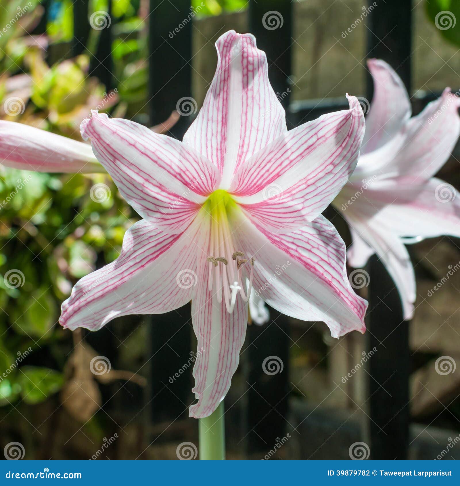 Pink star lilly stock photo. Image of flora, pink, color - 39879782