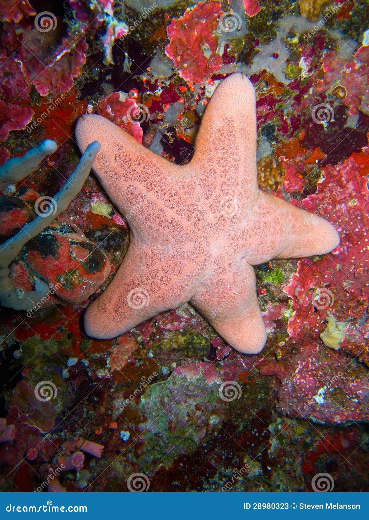 Pink starfish stock image. Image of bright, star, colourful - 28980323