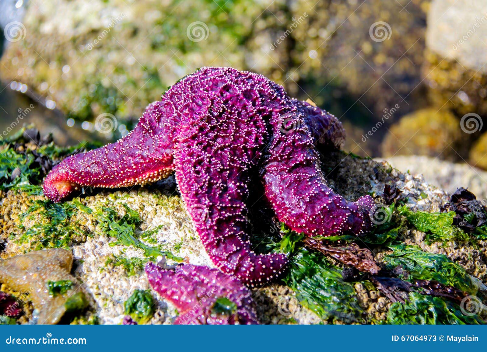 Pink starfish stock image. Image of small, pebble, fish - 67064973
