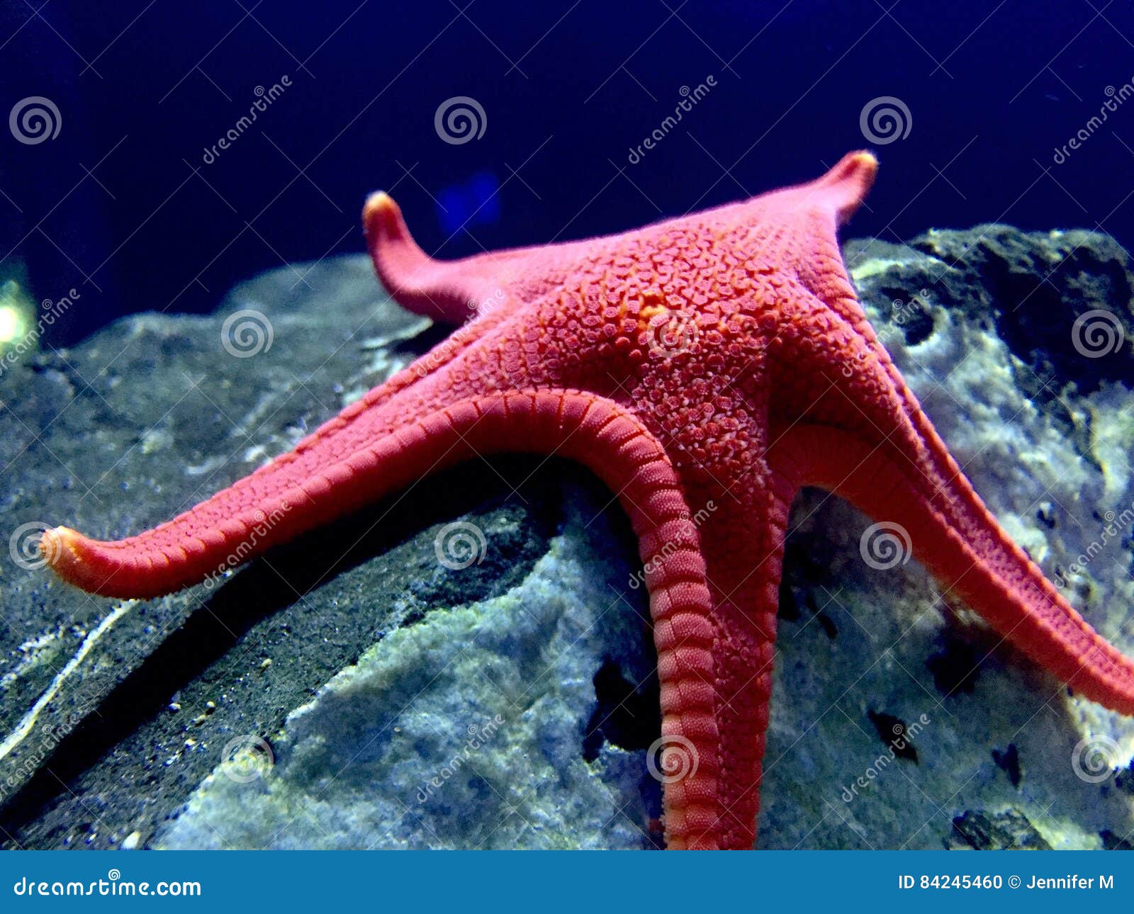 Pink starfish on a rock stock photo. Image of macro, creature - 84245460