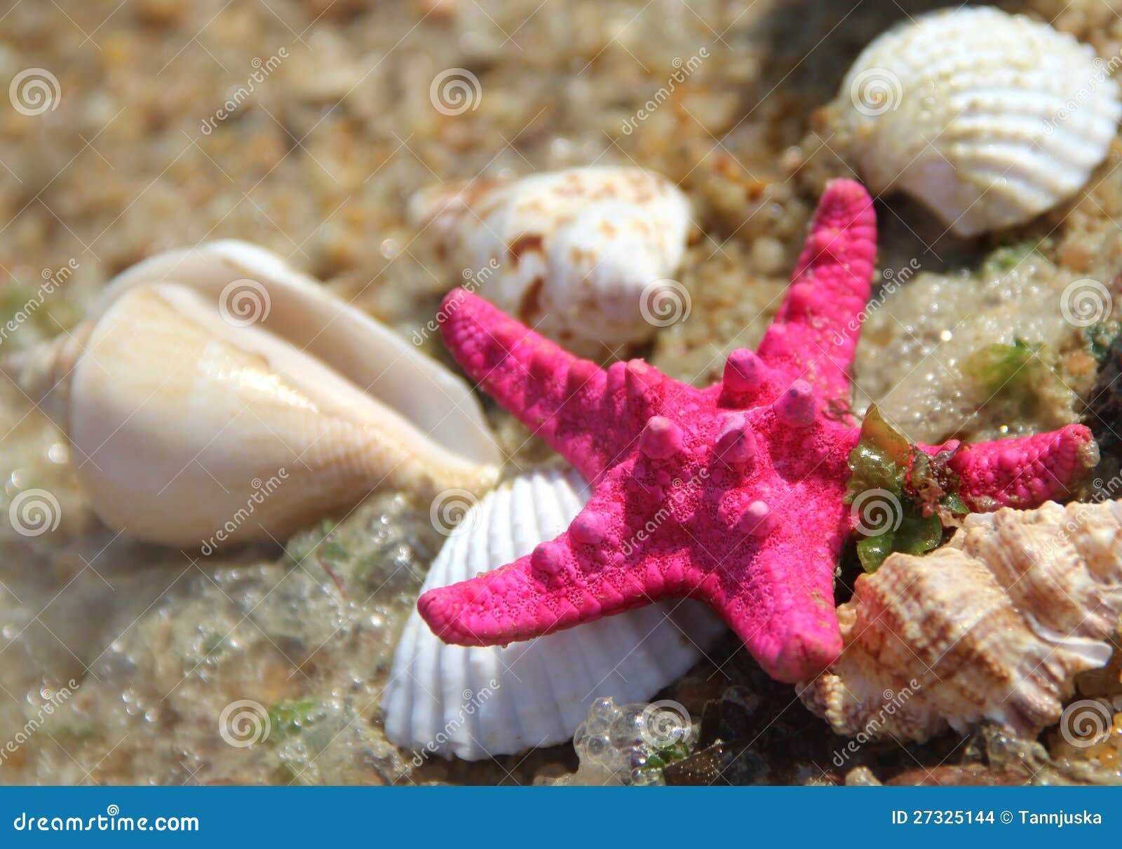 Pink Starfish On The Beach