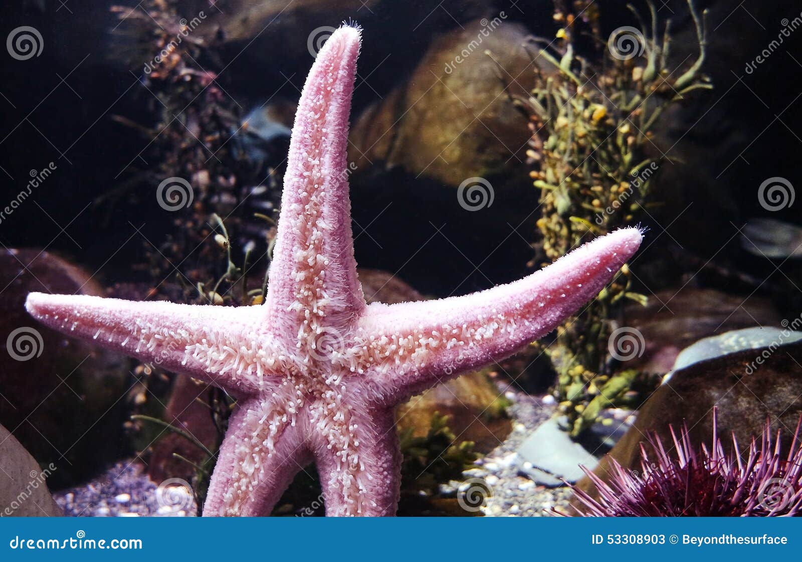 Pink Starfish stock image. Image of ocean, invertebrate - 53308903