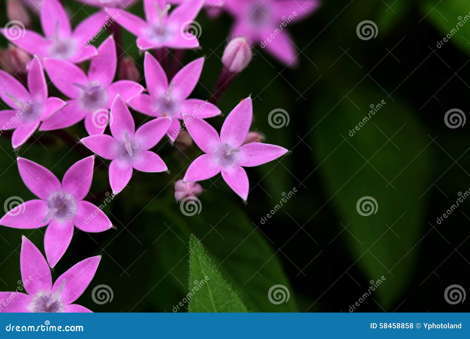 Pink starflower stock photo. Image of space, pink, starflower - 58458858