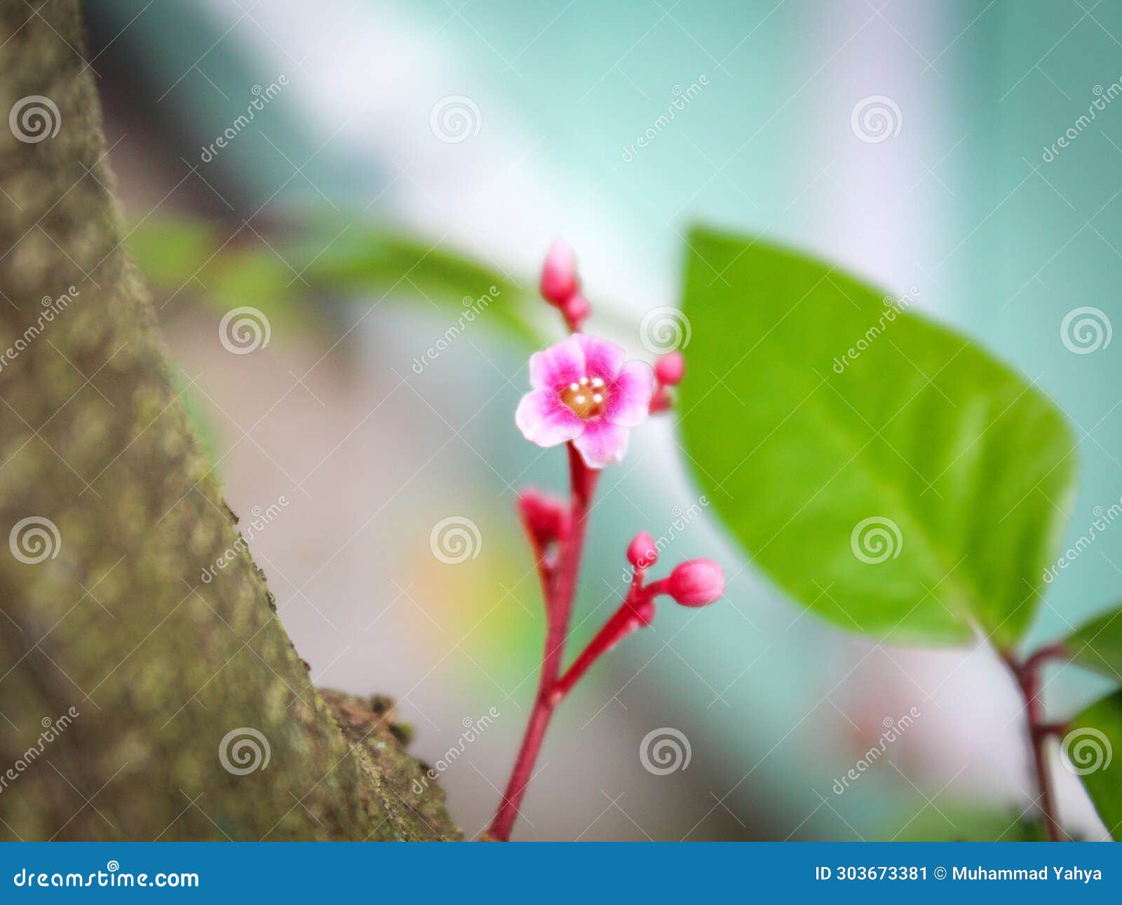 Pink Starfruit Flowers Blooming Stock Image - Image of blurred, twig ...
