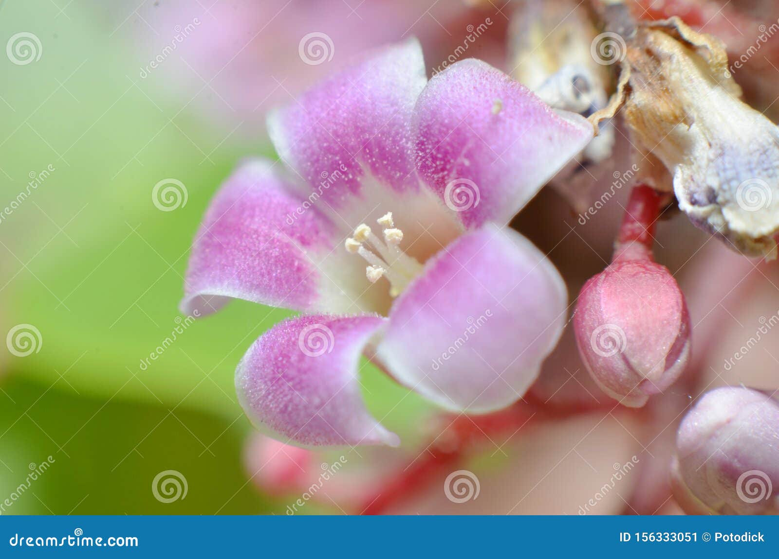 Starfruit Flowers Stock Photos - Download 118 Royalty Free Photos