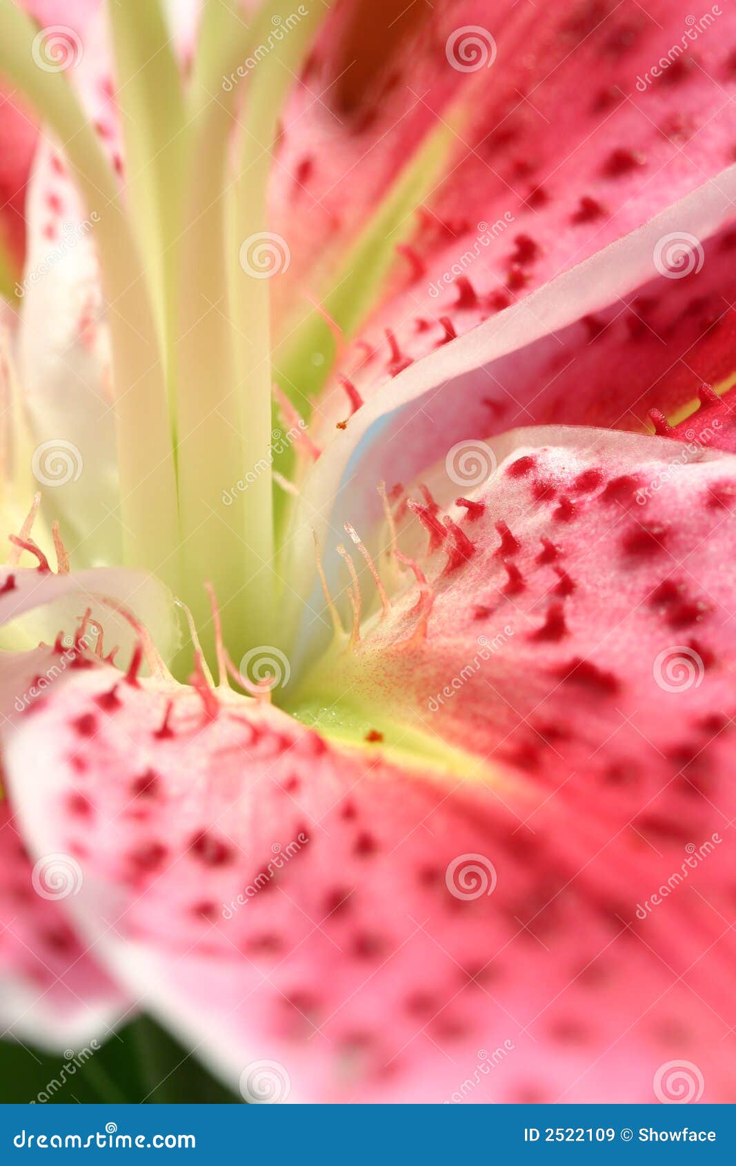 Pink Stargazer Lily macro stock image. Image of blossom - 2522109