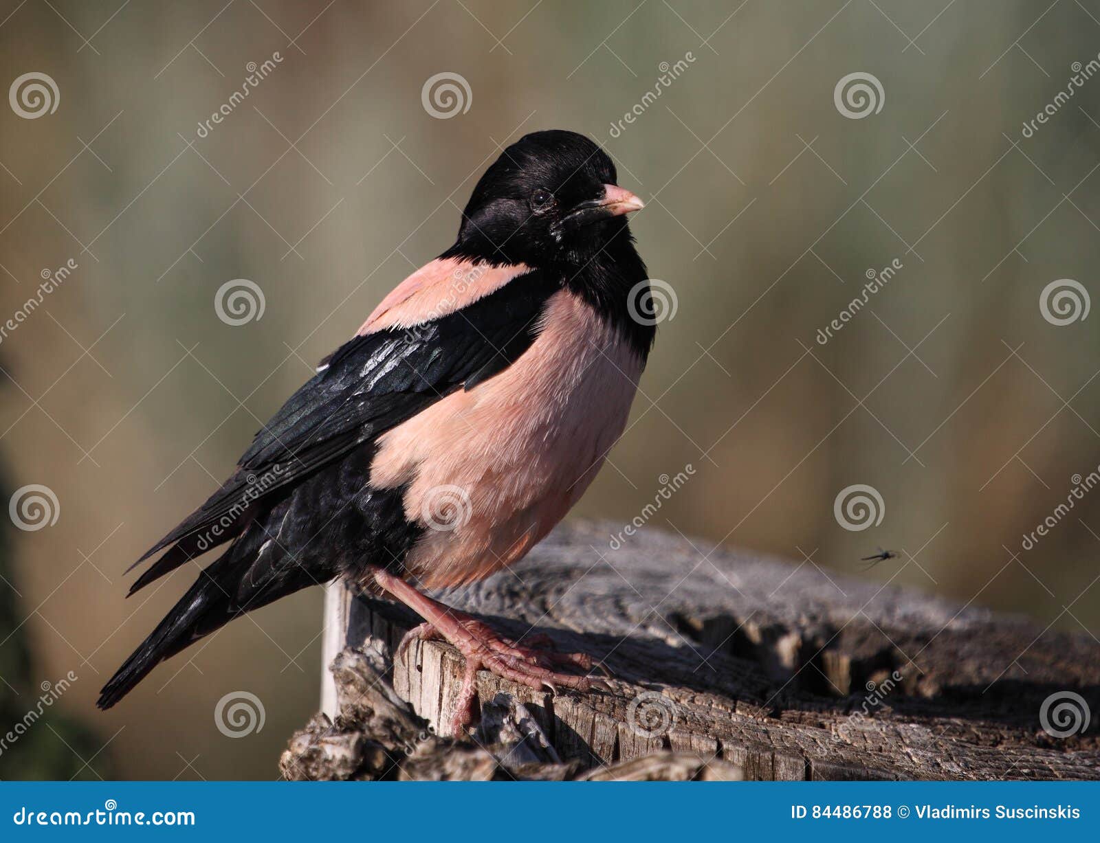 Pink starlings stock photo. Image of roller, starling - 84486788
