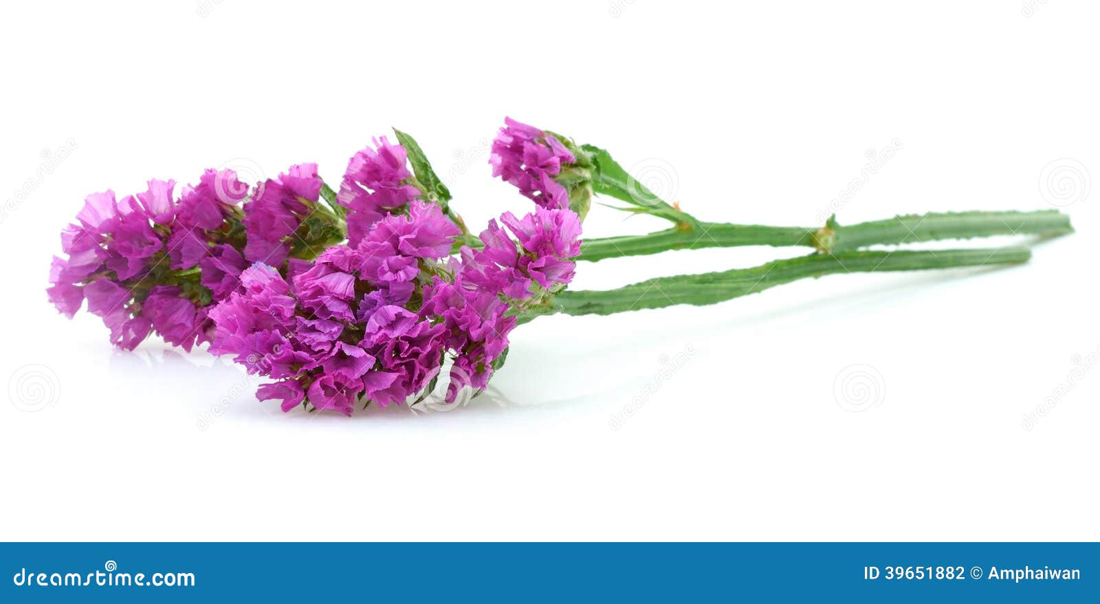 3,711 Statice Flower Stock Photos - Free & Royalty-Free Stock Photos ...