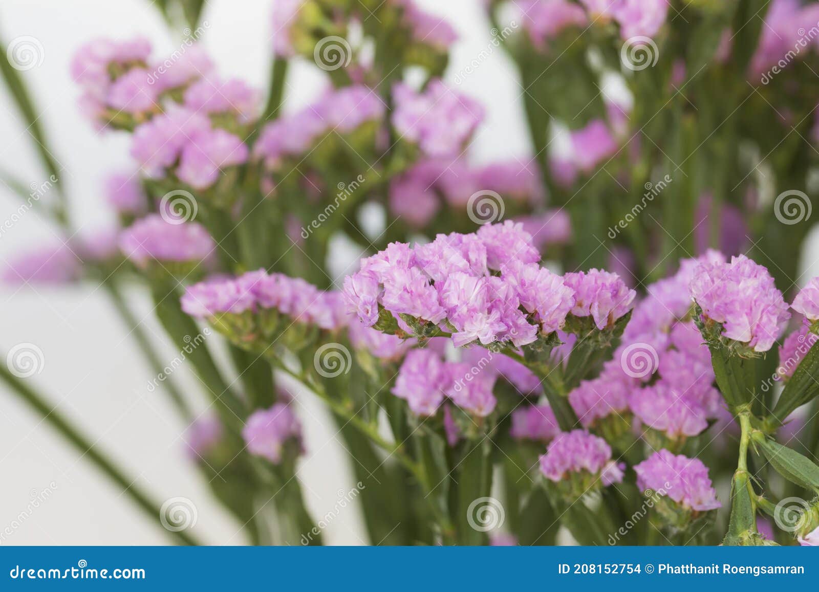 Pink StaticeSea Lavender Flower on White Background. Stock Photo ...