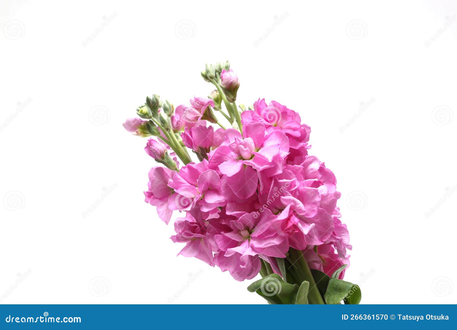 Pink Stock Flower Isolated on White Background. Stock Photo - Image of ...