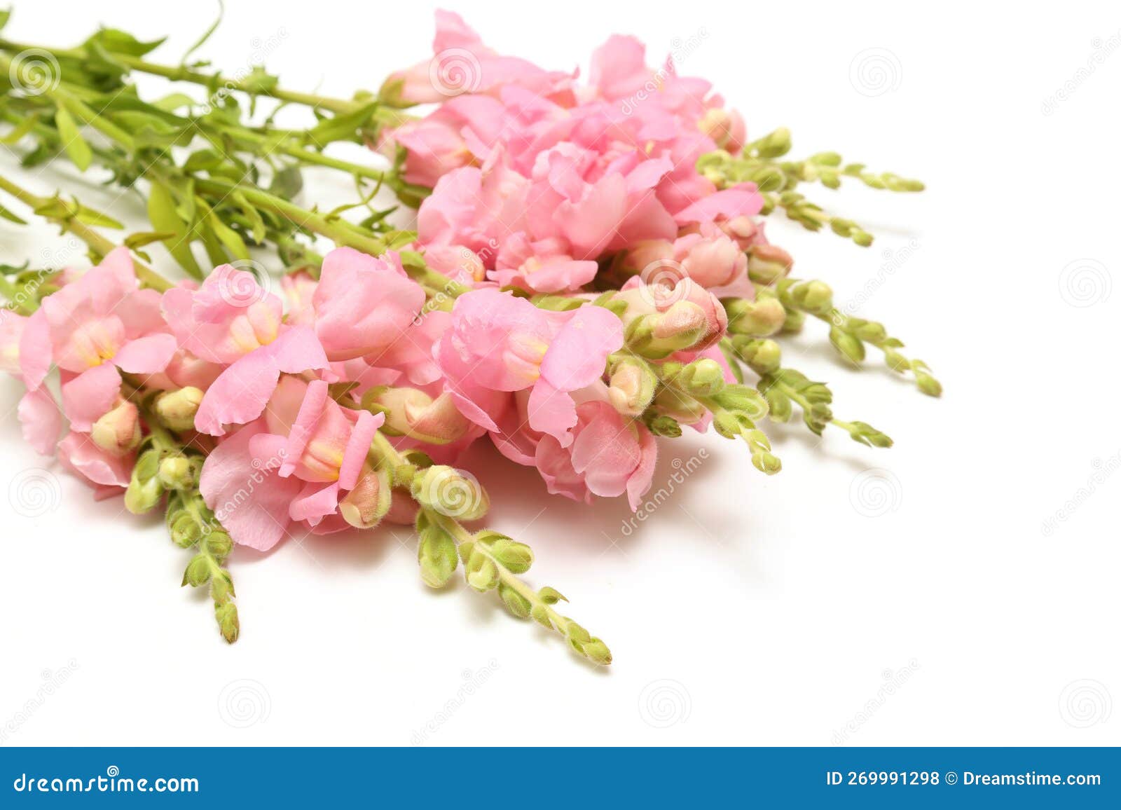 Pink Stock Flower Isolated on White Background. Stock Photo - Image of ...