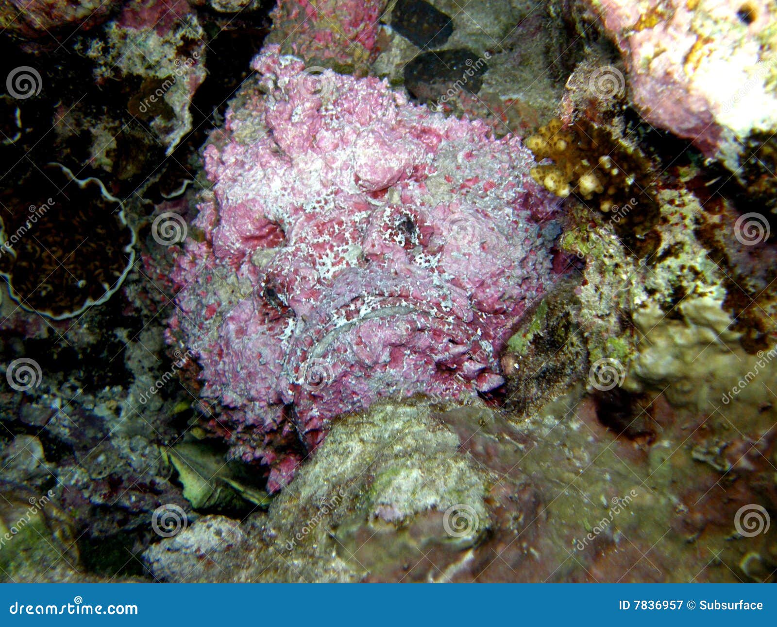 Pink Stonefish Red Sea stock image. Image of stonefish - 7836957