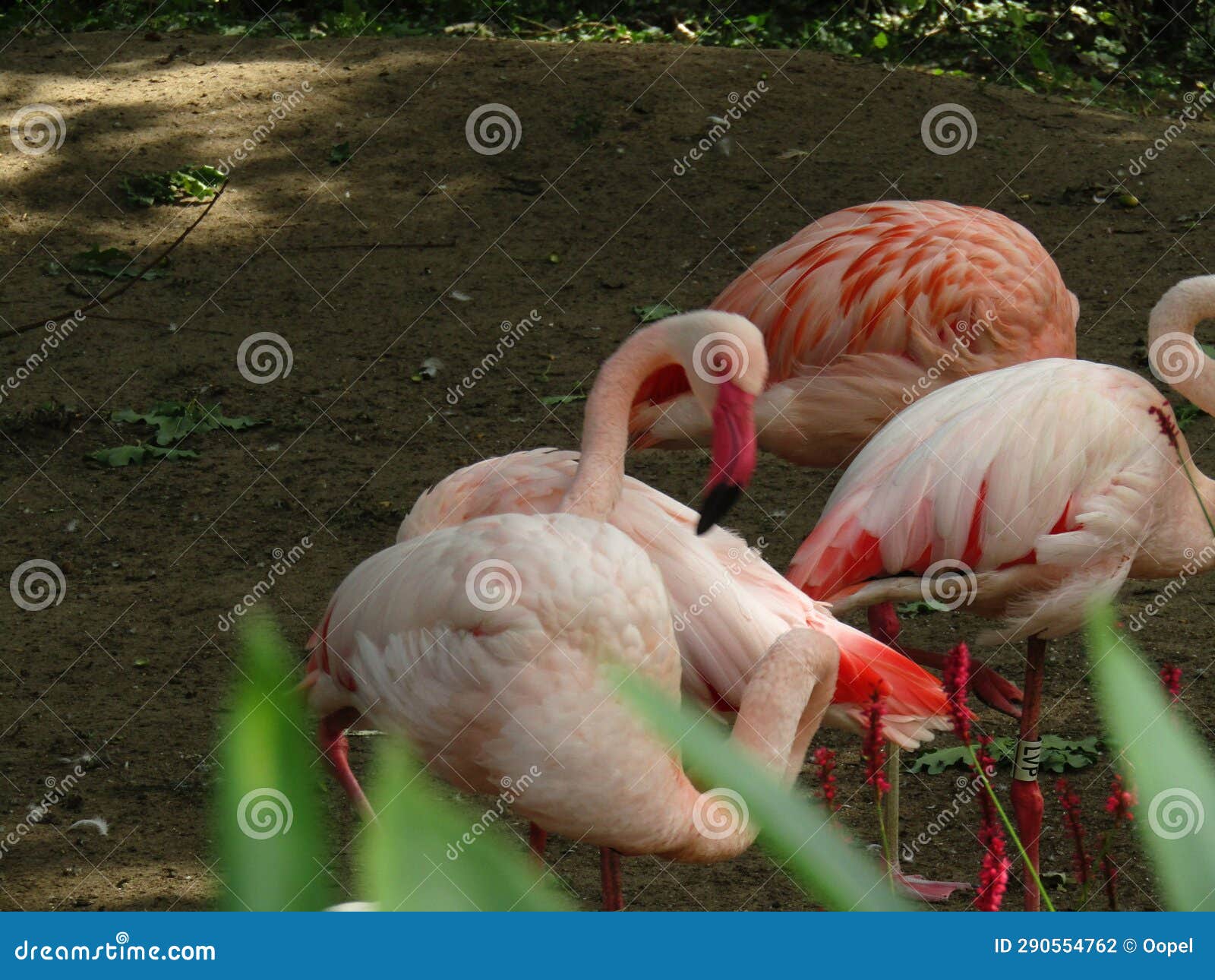 A pink stork in the zoo stock photo. Image of garden - 290554762