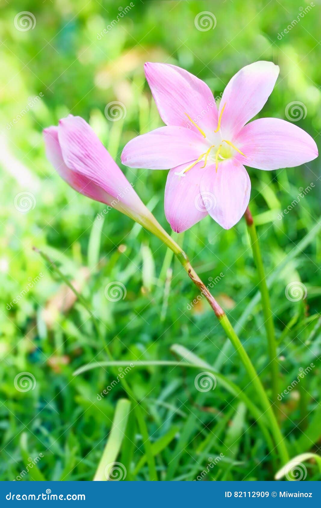 Pink Storm Lily stock image. Image of flora, stormlily - 82112909