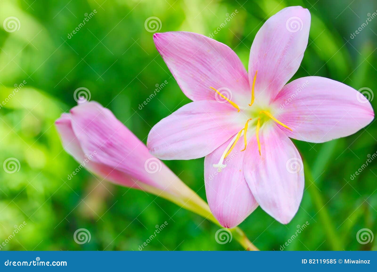 Pink Storm Lily stock image. Image of rainlily, poisonous - 82119585