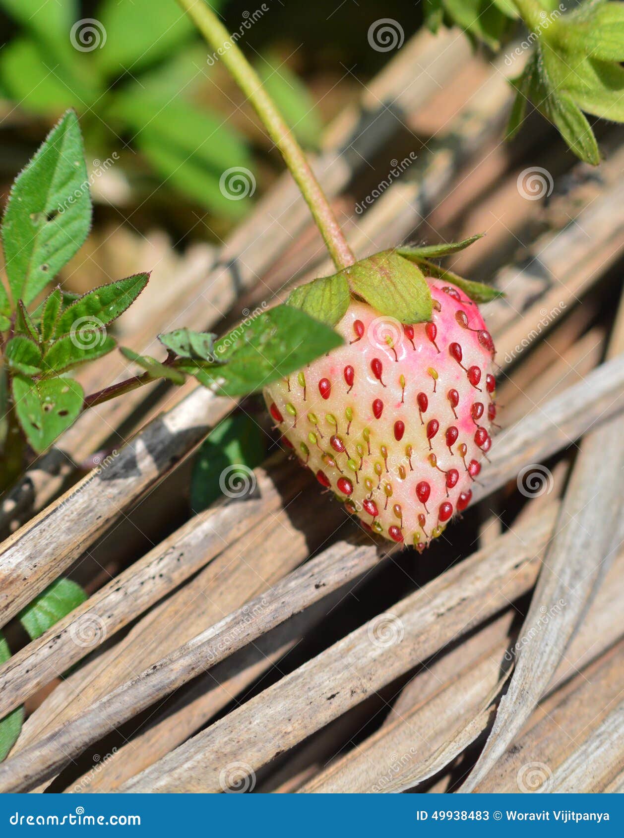 Pink Strawberry in garden stock image. Image of berry - 49938483