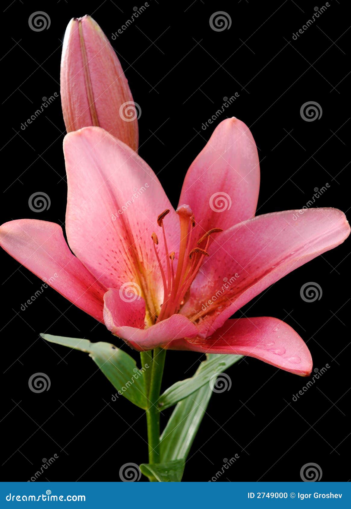 Lilly Flowers Royalty-Free Stock Photo | CartoonDealer.com #95420049