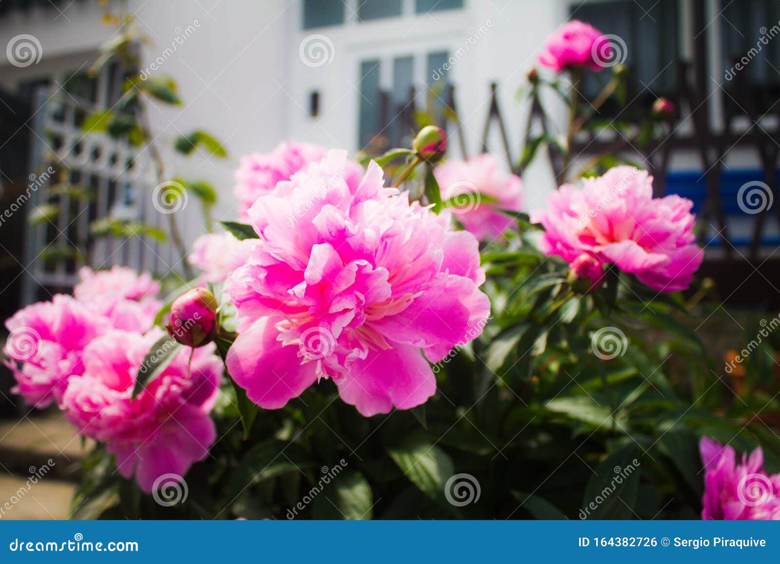 Pink Stunning Beautiful Gardens in Germany Stock Photo - Image of ...