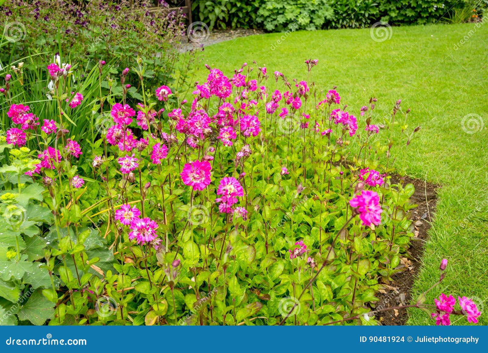 Pink, Subtle Flowers in the Garden Close Up Stock Photo - Image of ...