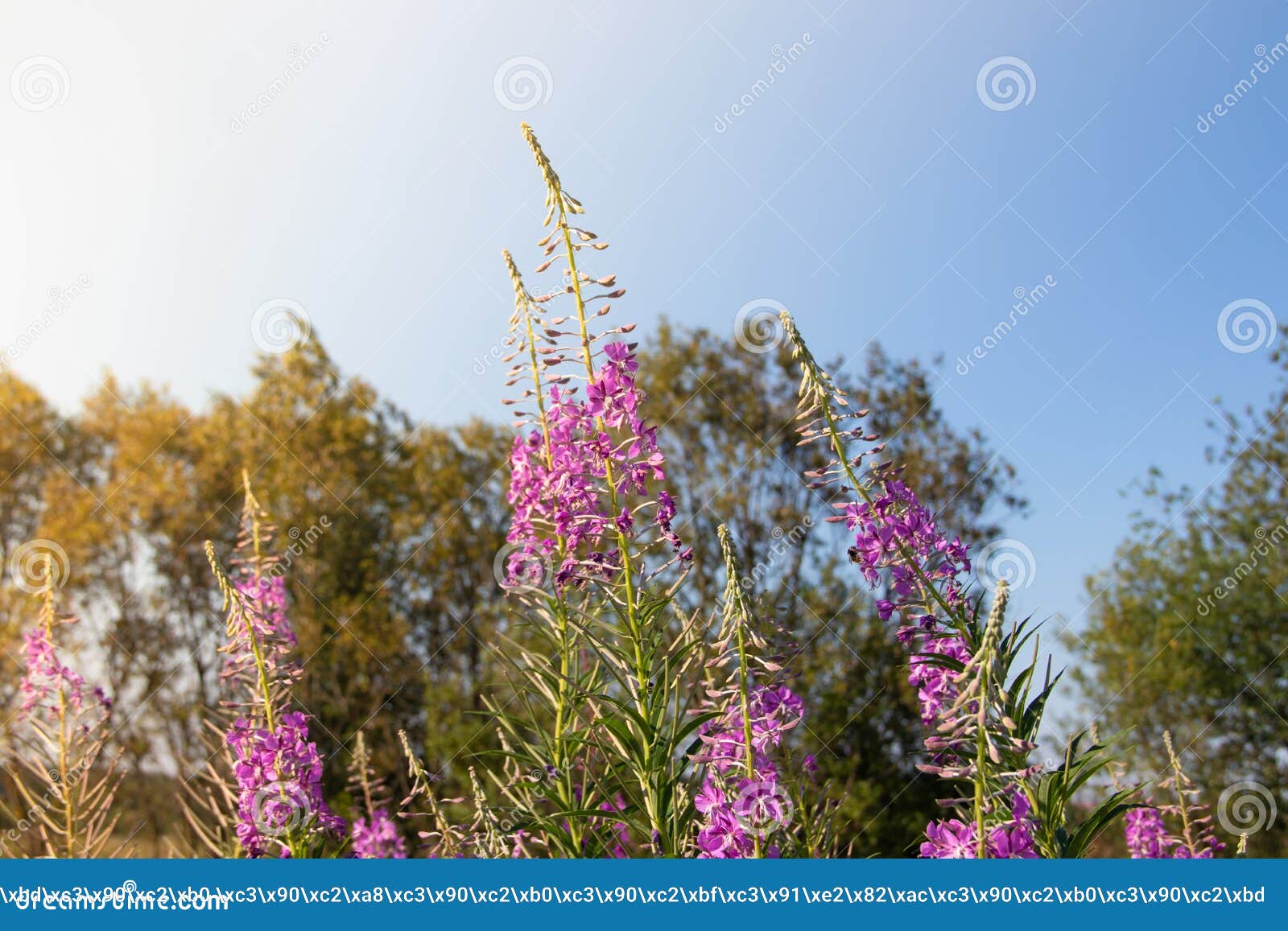 Pink Summer Flowers Bloomed. Beautiful Pink Flowers Stock Photo - Image ...