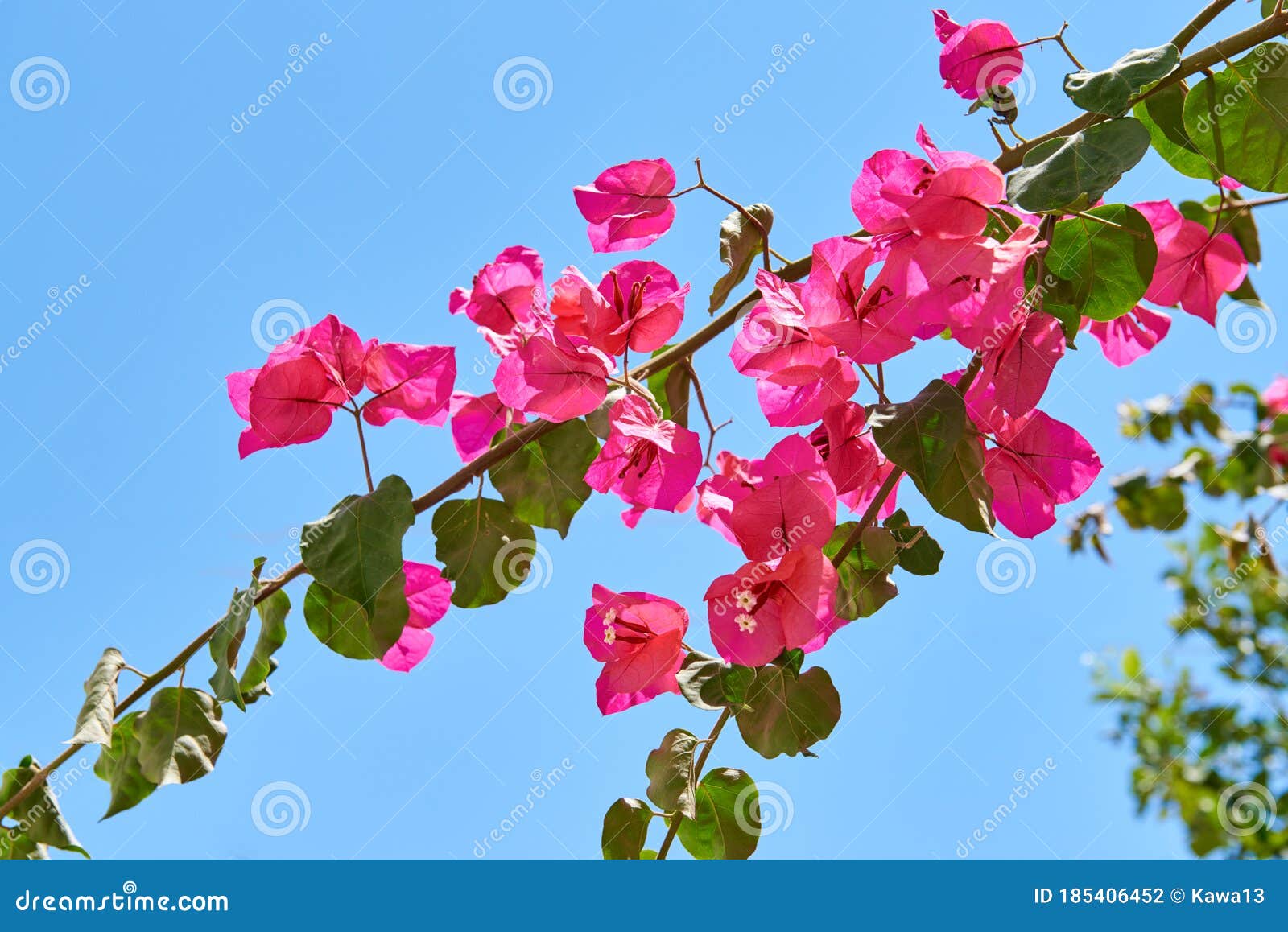 Pink summer flowers stock photo. Image of pink, branch - 185406452