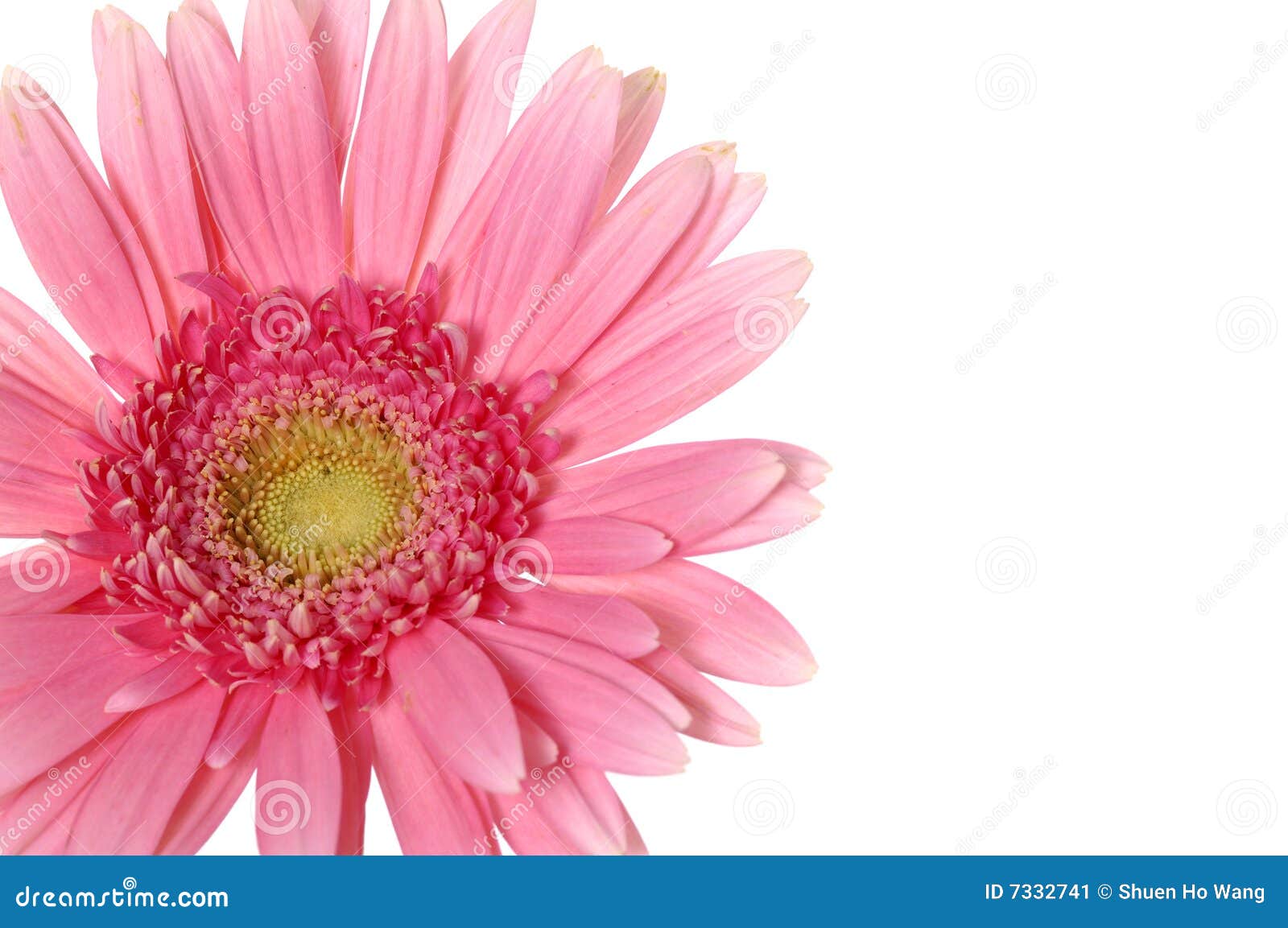 Pink sunflower stock image. Image of fresh, gift, blooming - 7332741
